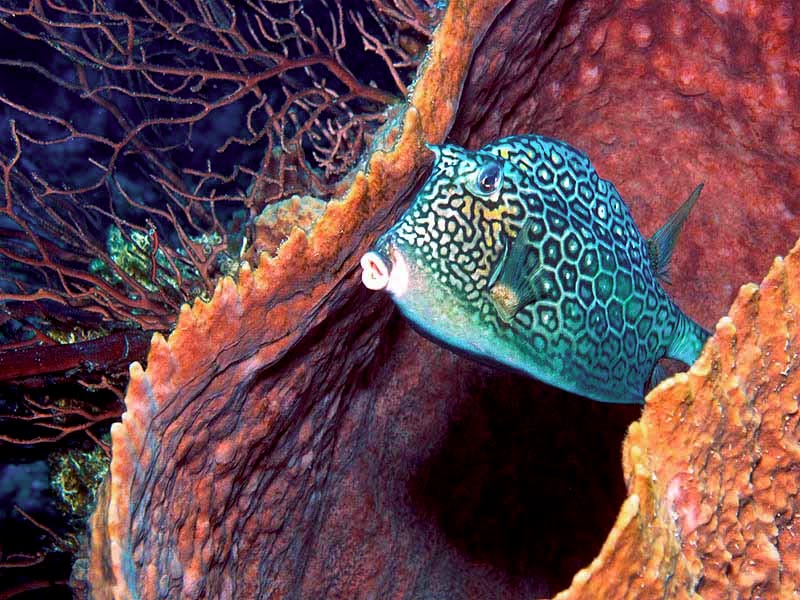 Wallpaper HD: Cowfish Pictures